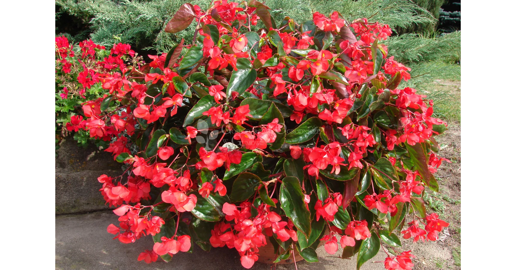 Begonia x hybrida 'Dragon Wing Red' - sárkány begónia - CS14 - Hegedüs ...