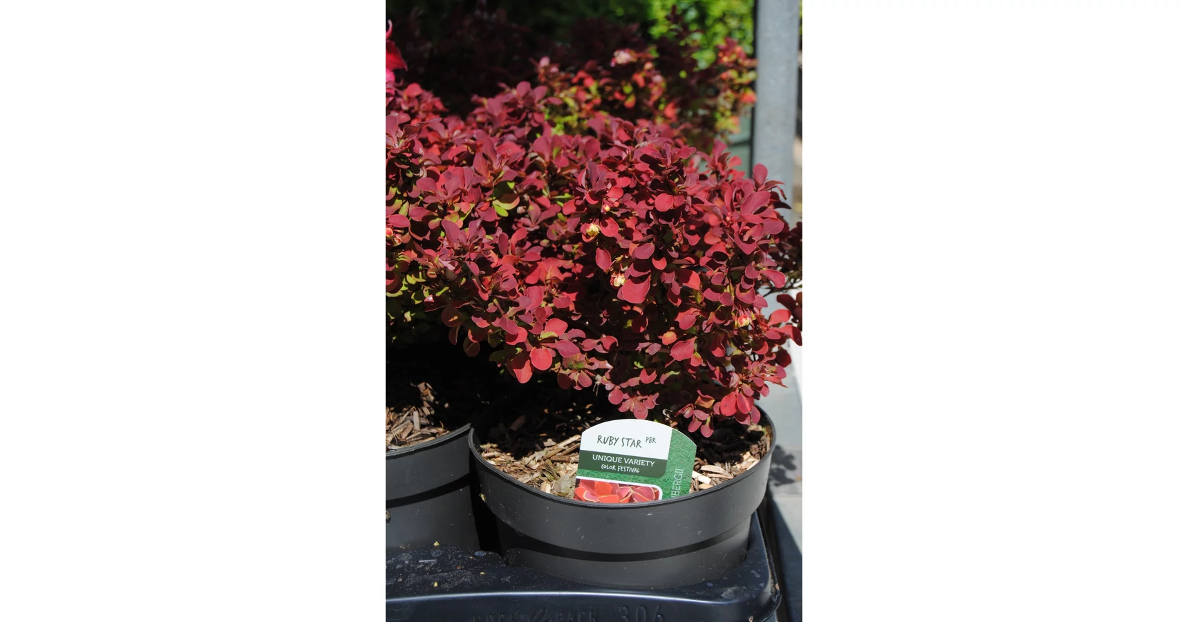 Berberis thunbergii 'Ruby Star' - borbolya - CS17 - Hegedüs Kertészet