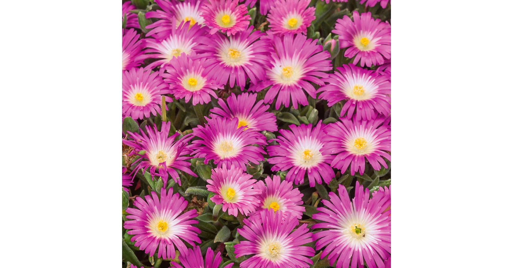 Delosperma cultivars 'Suntropics Pink Sun' – délvirág, kristályvirág ...