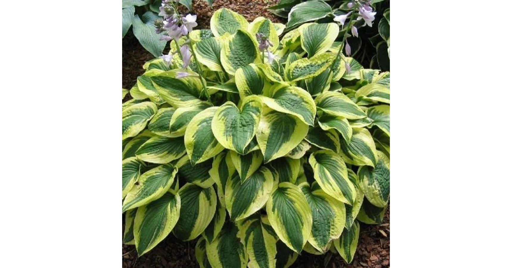 Hosta 'Brim Cup' - árnyékliliom - CS11 - Hegedüs Kertészet