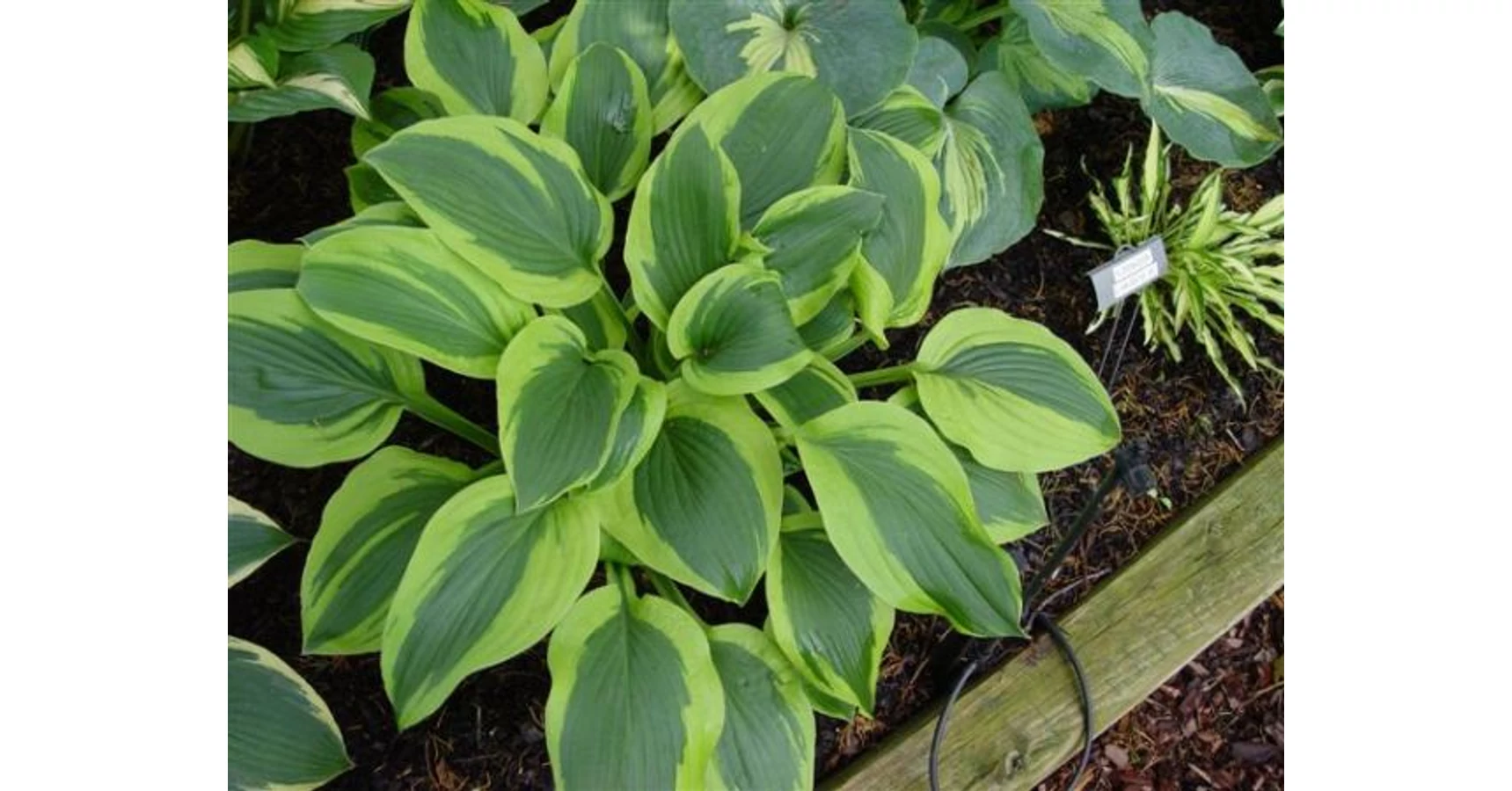 Hosta 'Velvet Moon' - árnyékliliom - CS11 - Hegedüs Kertészet