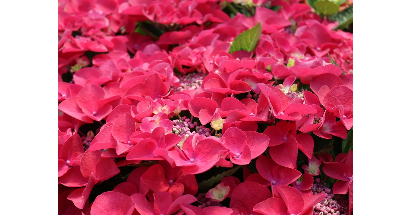 Hydrangea macrophylla 'Frisbee Hot Pink' - kerti hortenzia - CS12 ...