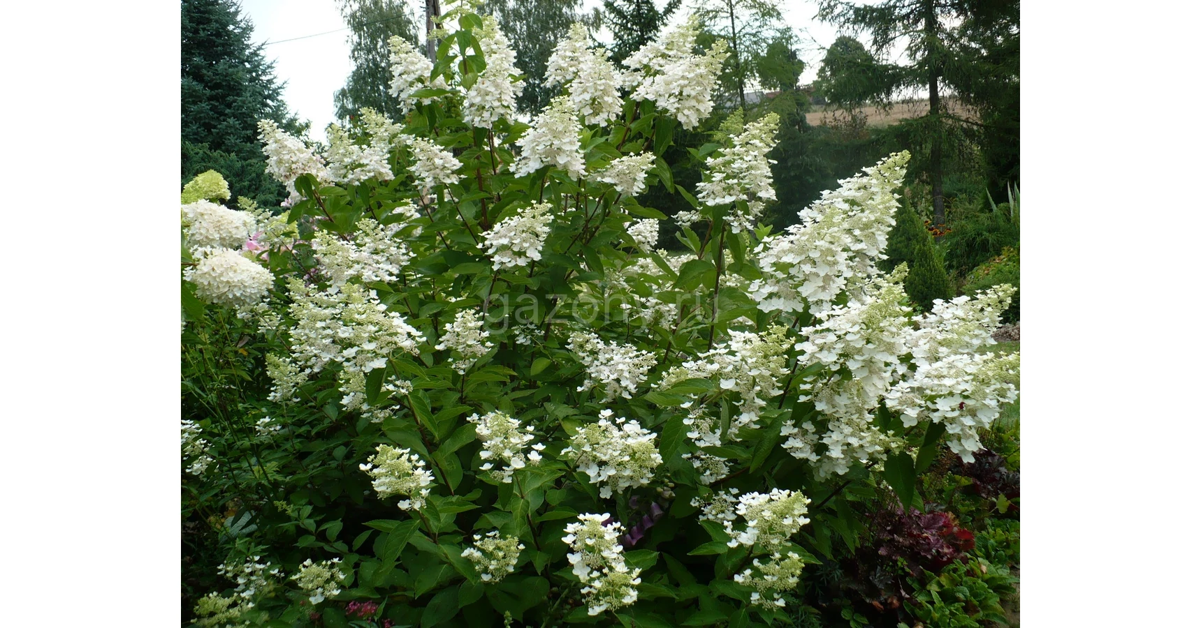 Hortensie White Lady