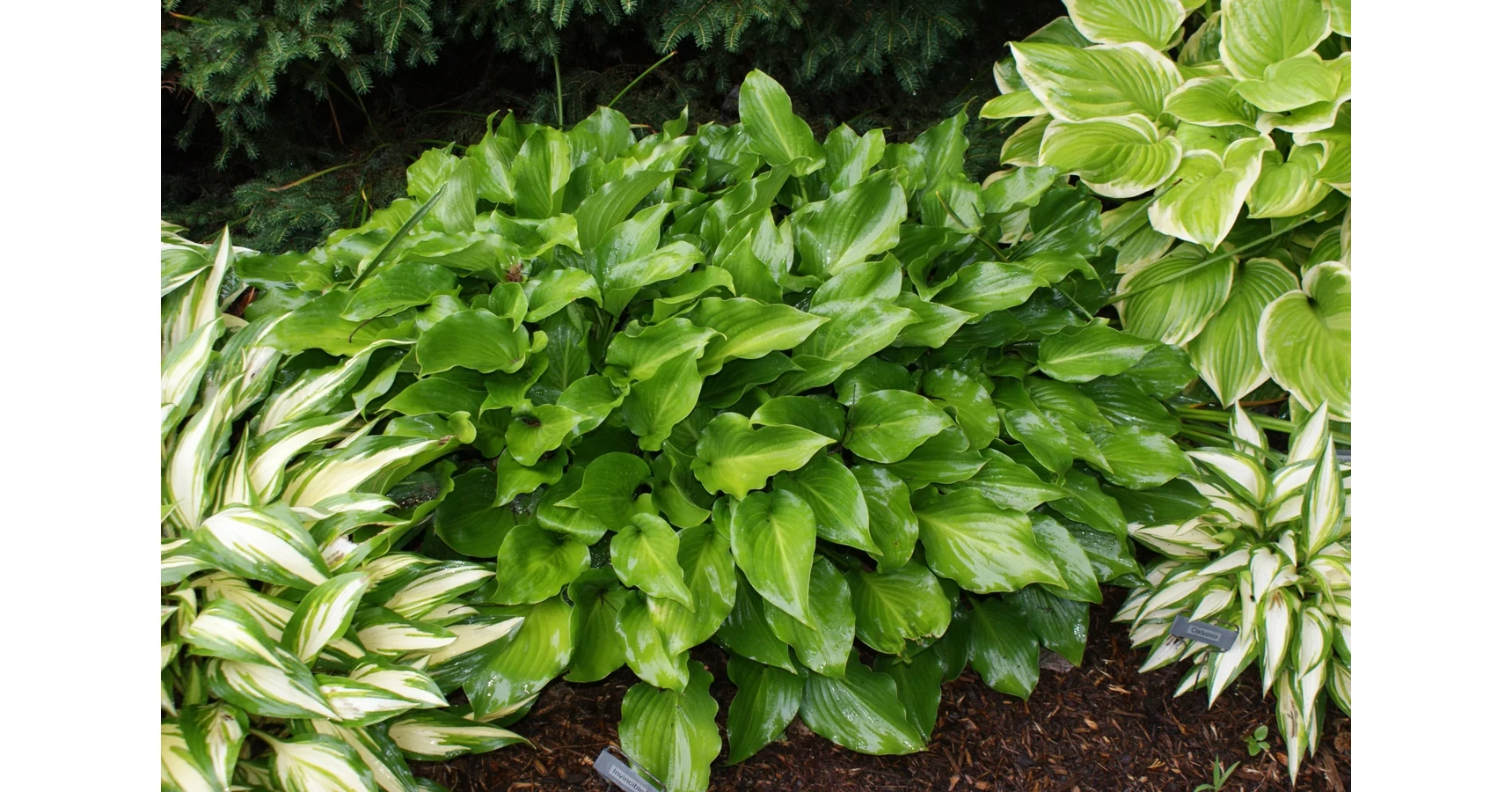 Hosta 'Invincible' - árnyékliliom - CS11 - Hegedüs Kertészet